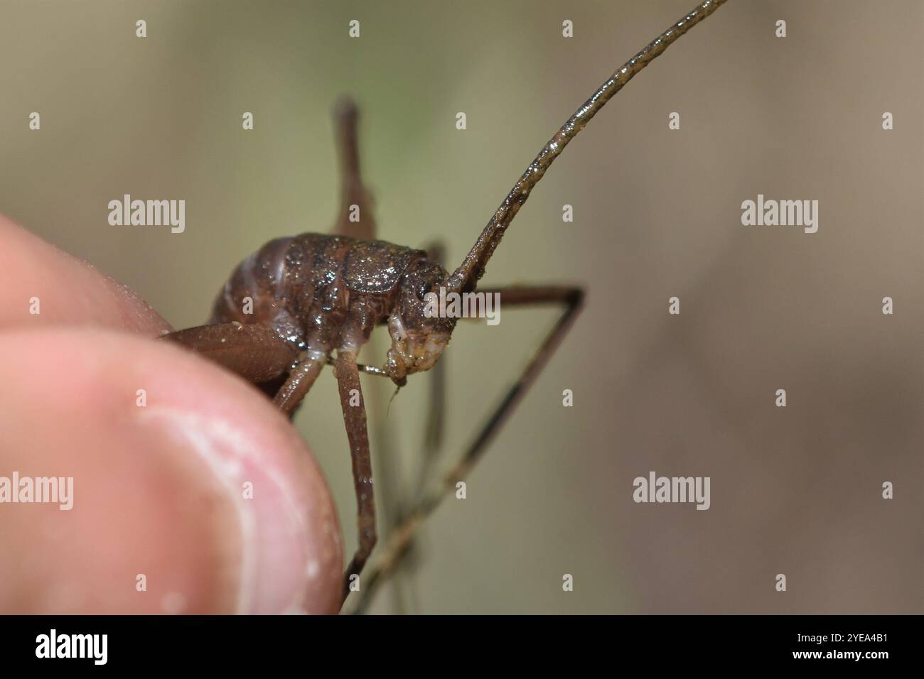 Square-legged Camel Cricket (Tropidischia xanthostoma Stock Photo - Alamy