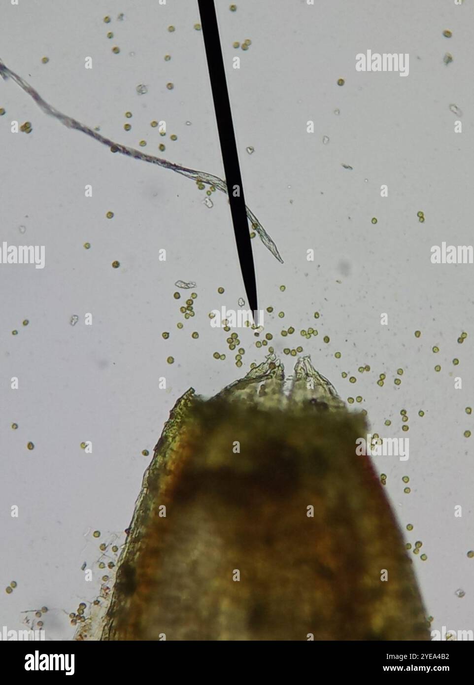 Orthotrichum anomalum hi-res stock photography and images - Alamy