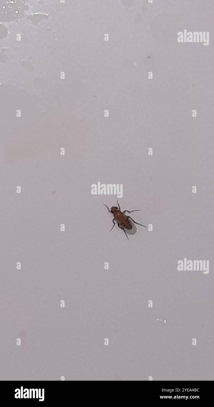 Humpbacked flies hi-res stock photography and images - Alamy