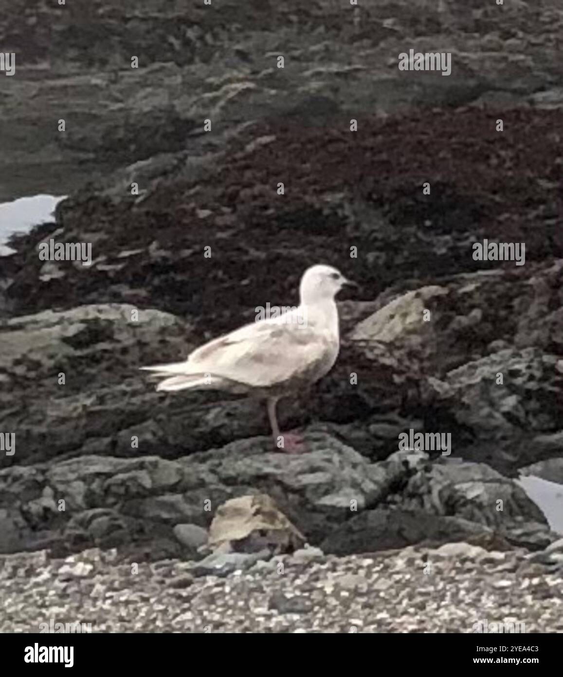 Larus glaucoides thayeri hi-res stock photography and images - Alamy