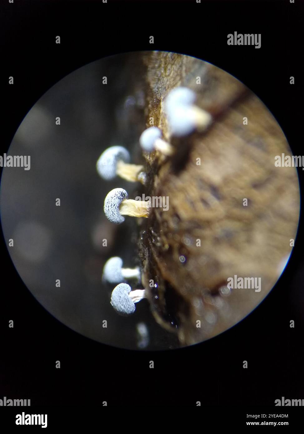 Didymium squamulosum hi-res stock photography and images - Alamy