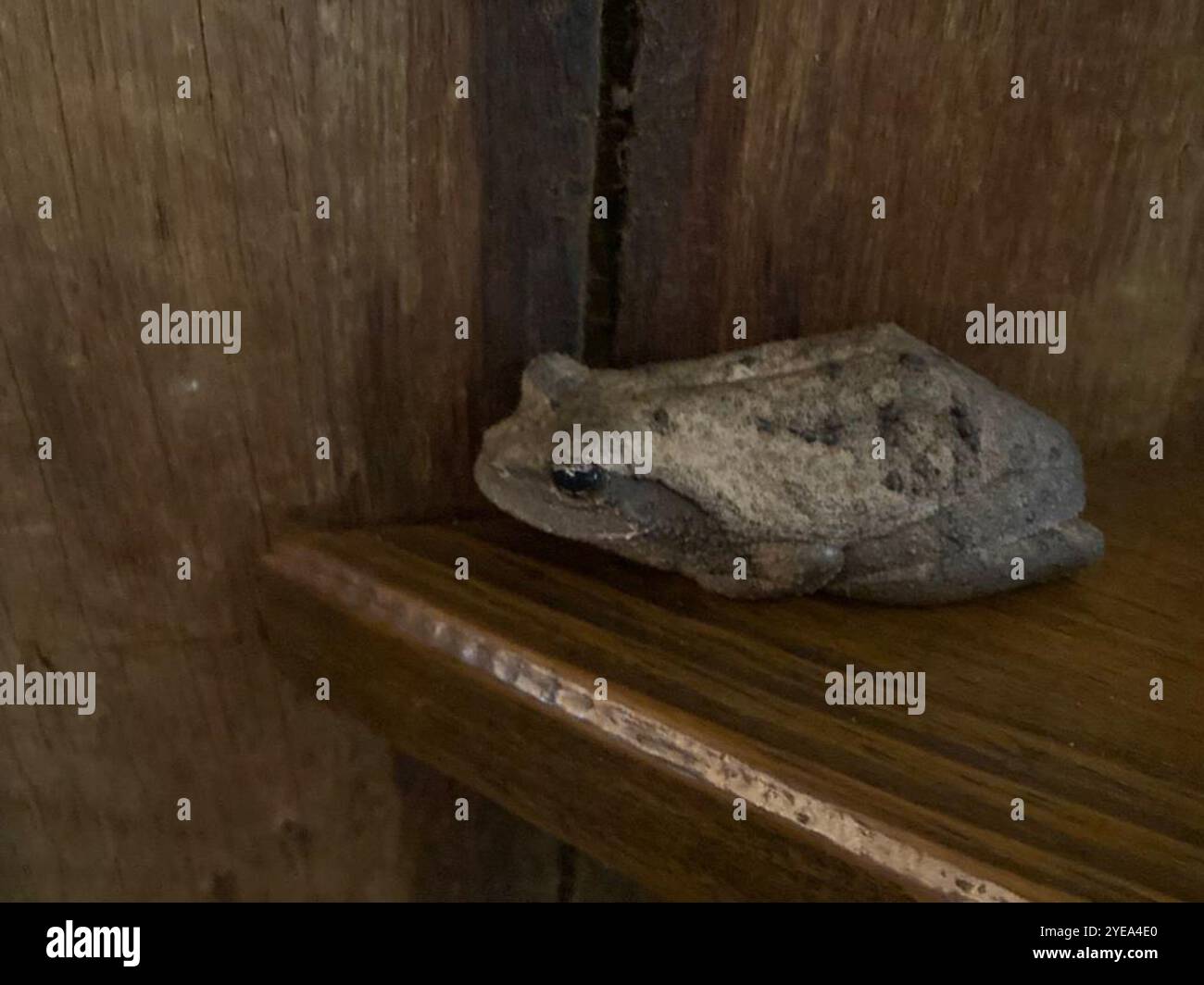 Grey Foam-nest Tree Frog (Chiromantis xerampelina Stock Photo - Alamy