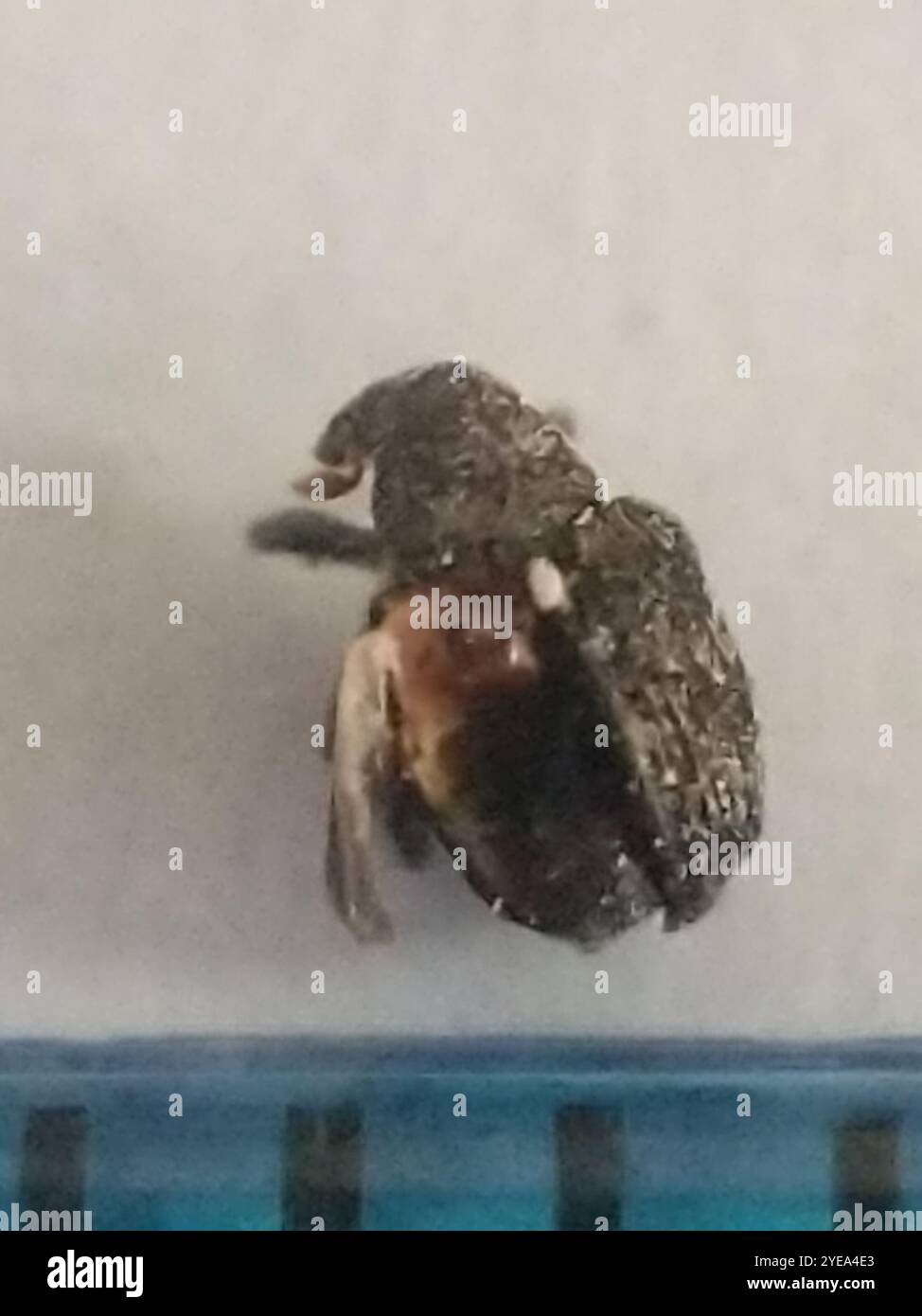 Rhinoncus hi-res stock photography and images - Alamy