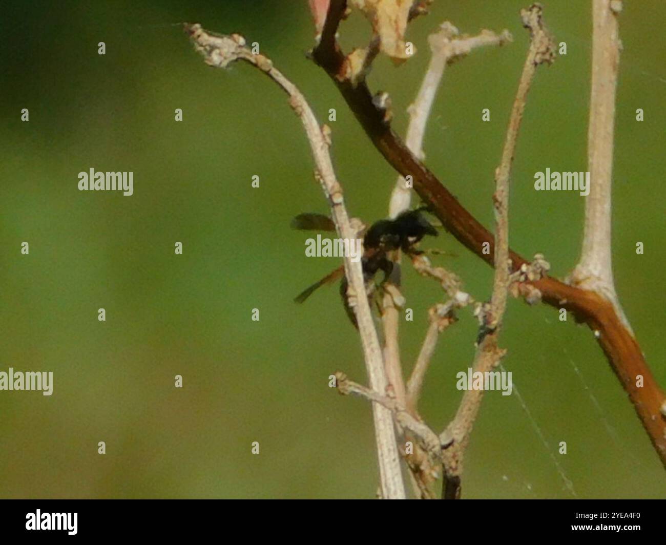 Pachodynerus hi-res stock photography and images - Alamy