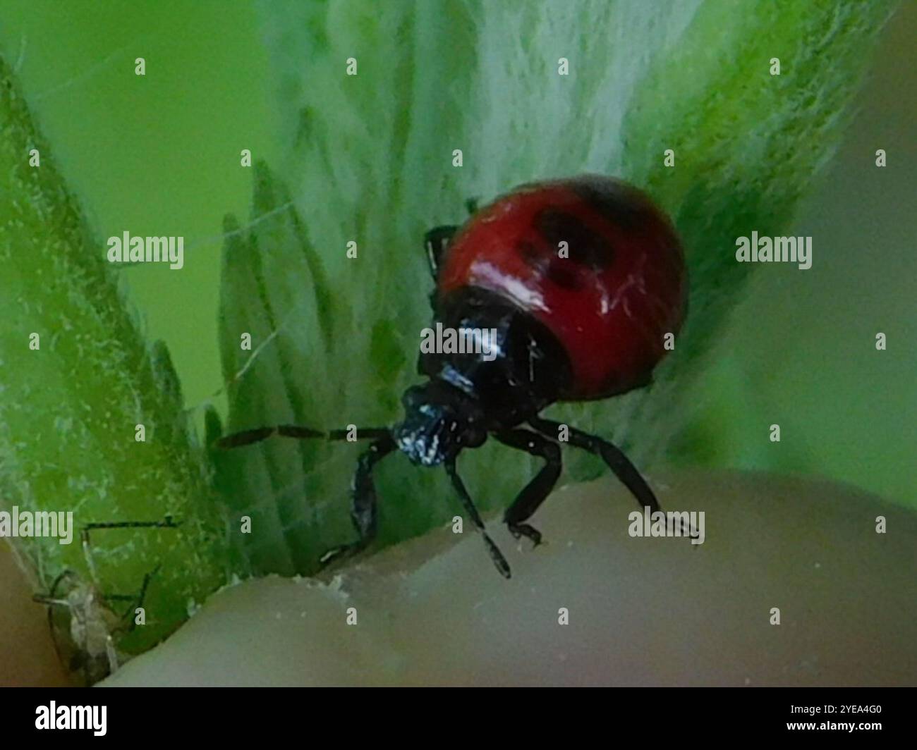True Bugs (Heteroptera Stock Photo - Alamy