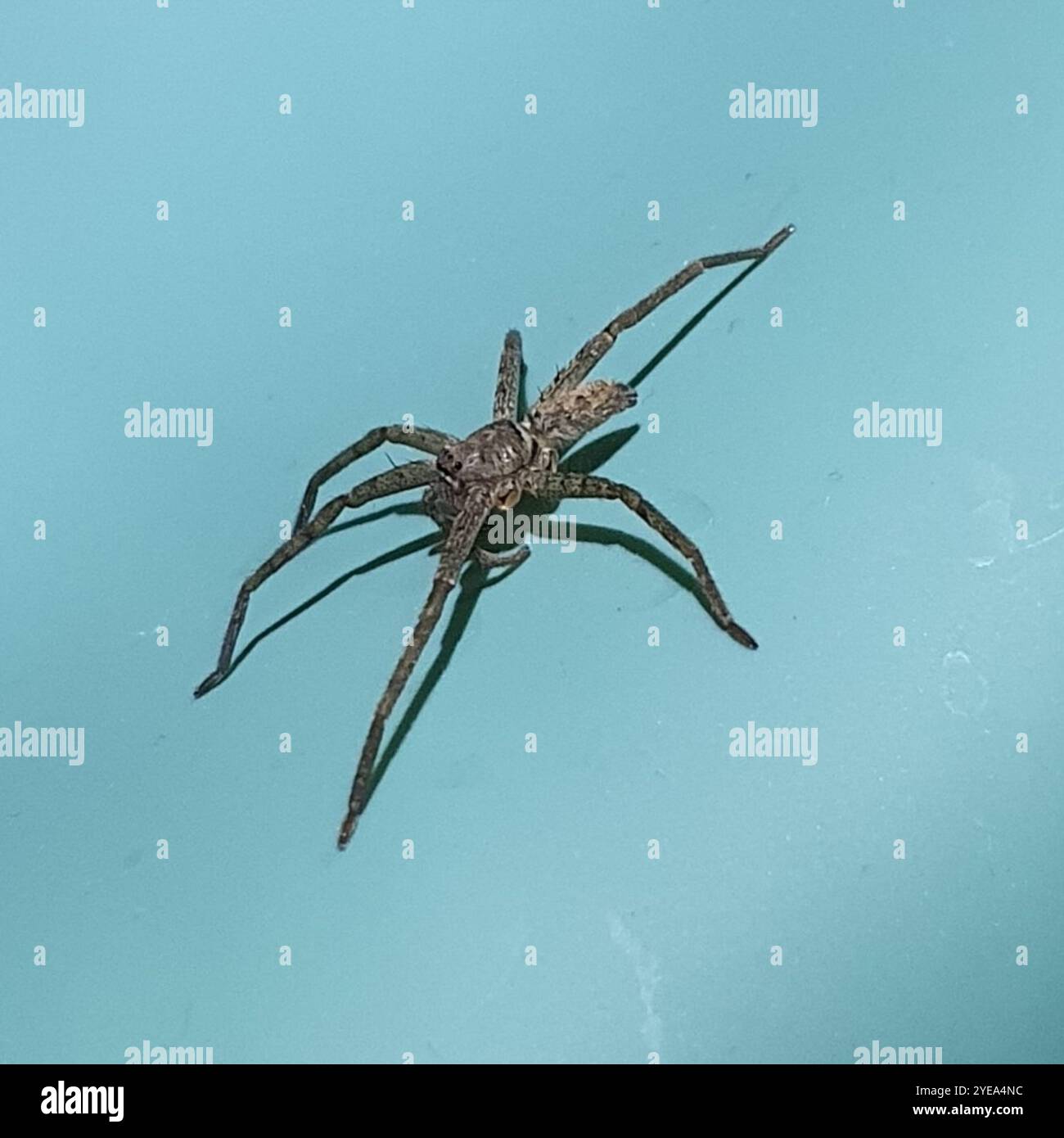 Pantropical Huntsman Spider (Heteropoda venatoria Stock Photo - Alamy