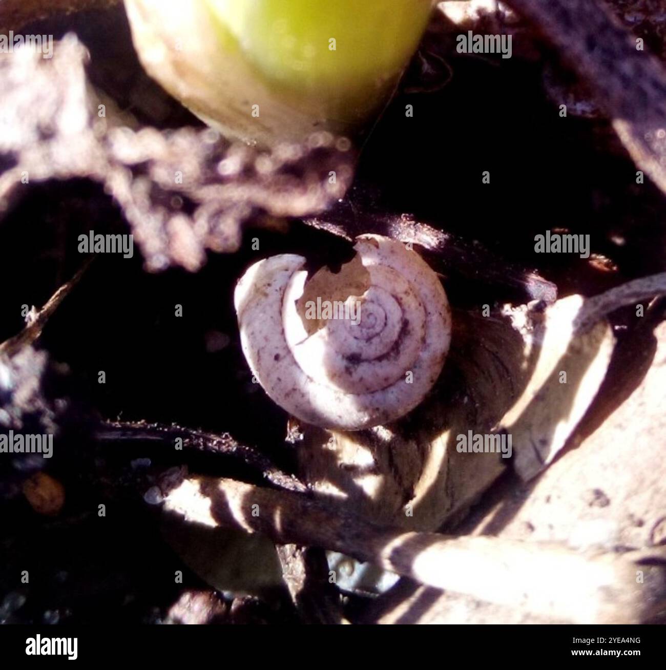 Bush snail (Fruticicola fruticum Stock Photo - Alamy