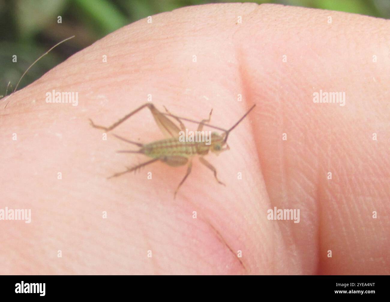 Trigs, Sword-tailed Crickets, and Ground Crickets (Trigonidiidae Stock ...