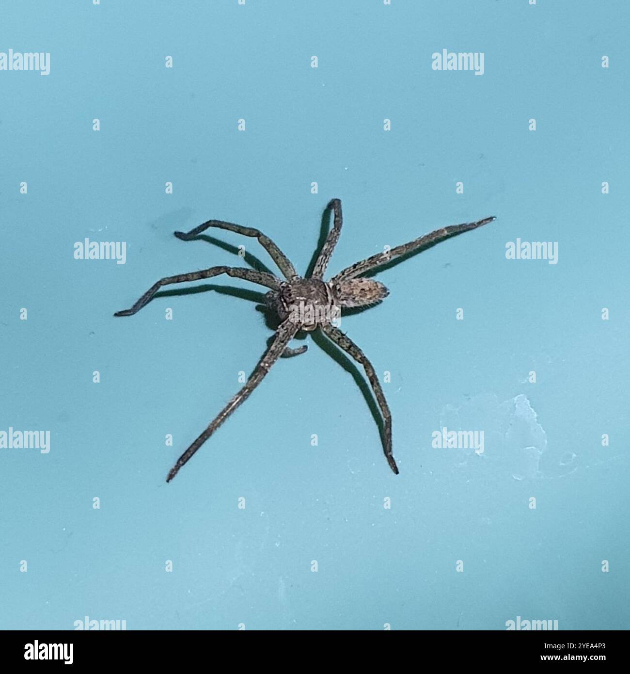 Pantropical huntsman spider hi-res stock photography and images - Alamy