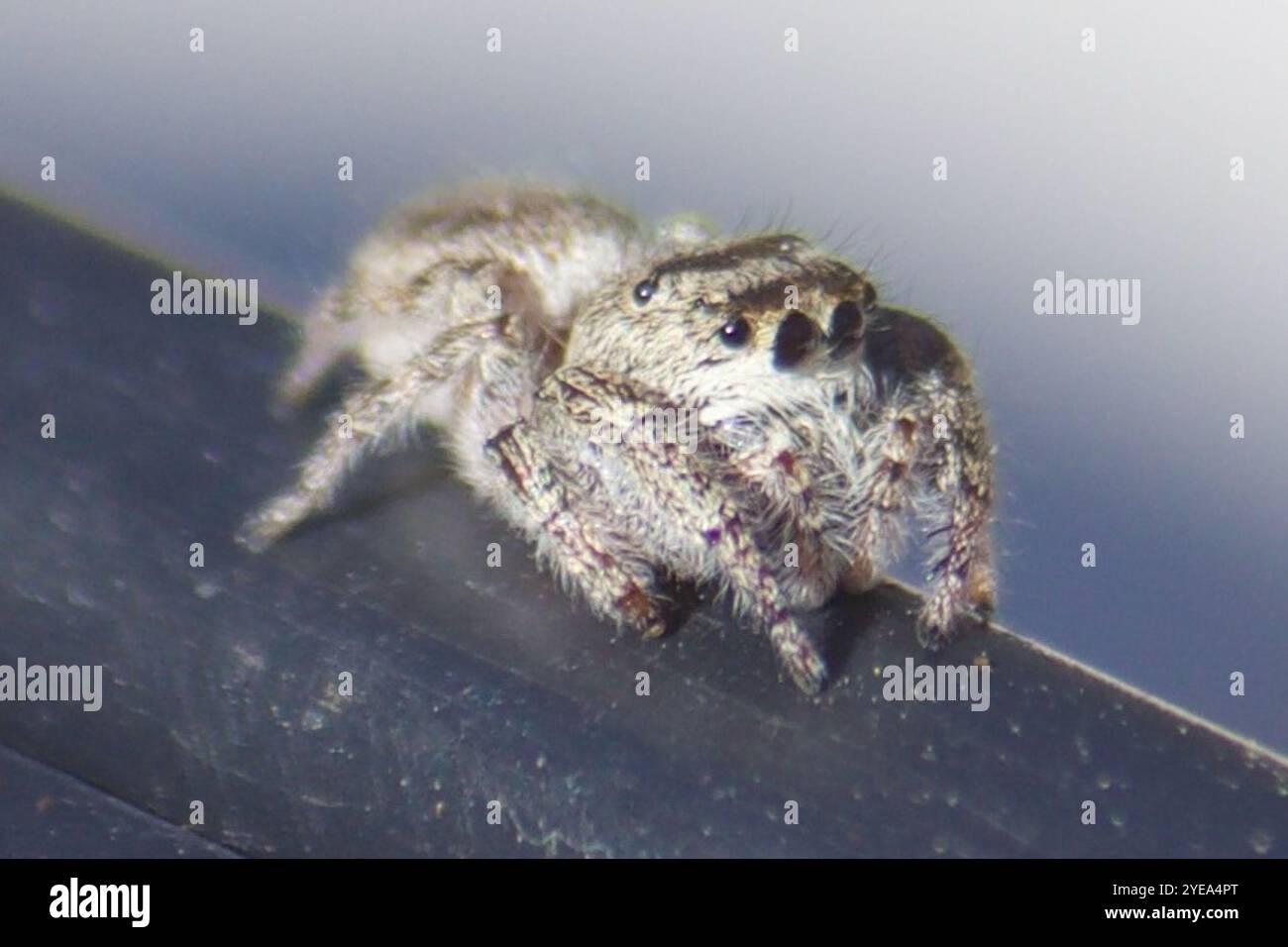 Bronze Jumping Spider (Eris militaris Stock Photo - Alamy