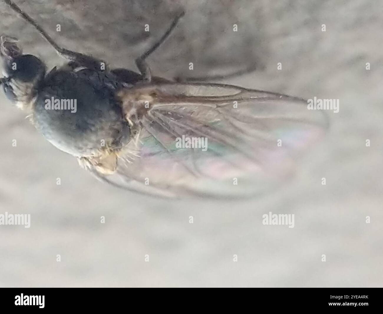 Black Flies (Simuliidae Stock Photo - Alamy