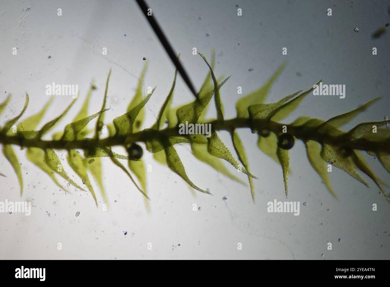 Creeping feather moss hi-res stock photography and images - Alamy