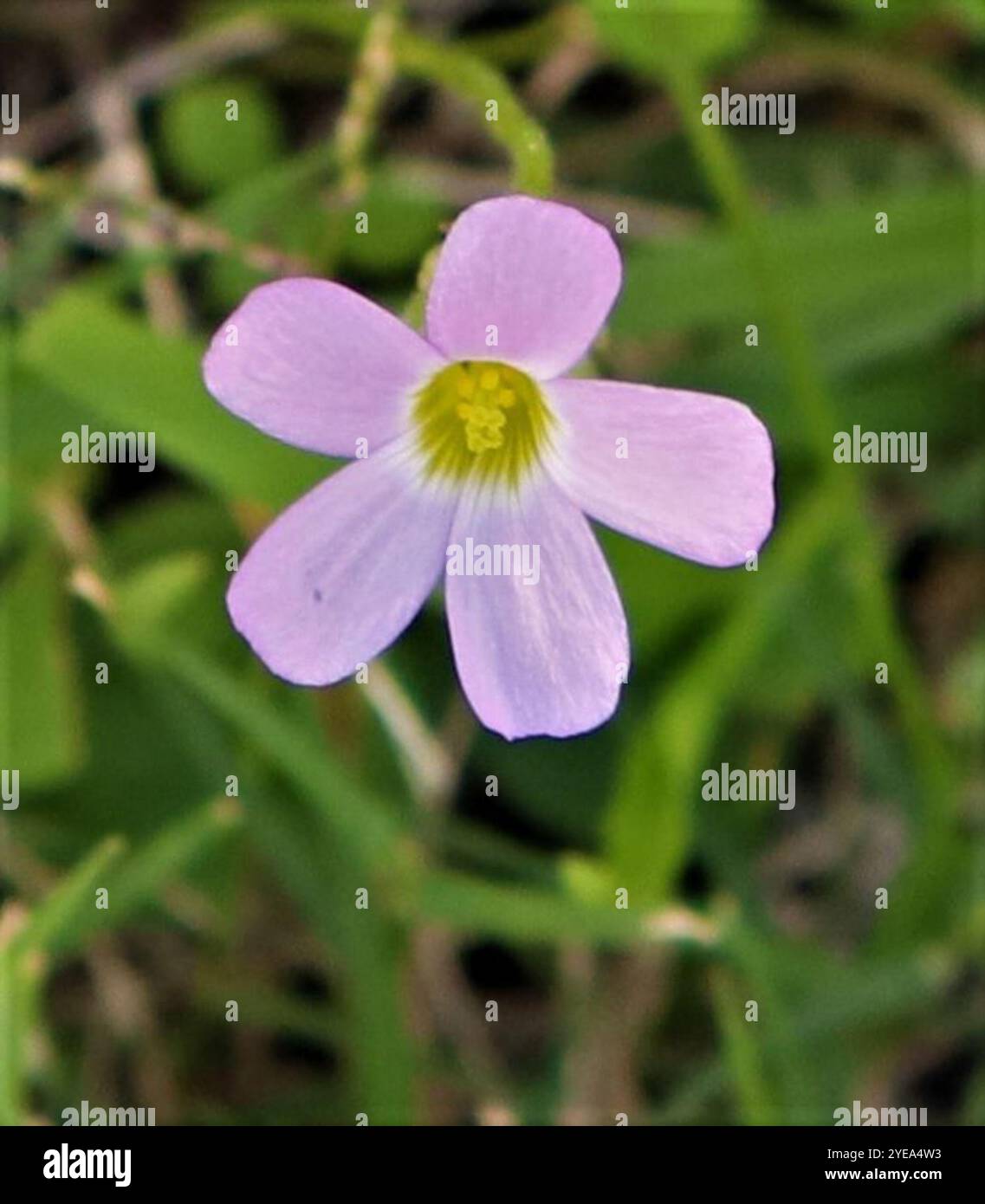 Goat's-foot (Oxalis caprina Stock Photo - Alamy