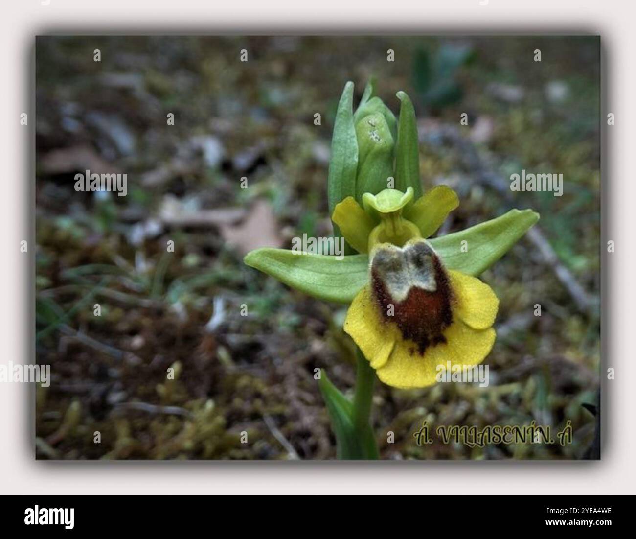 Yellow Bee-orchid (Ophrys lutea lutea Stock Photo - Alamy
