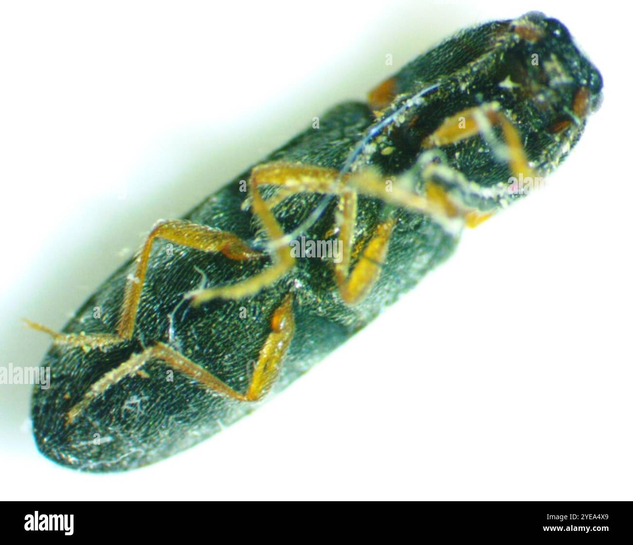 Basal Click Beetle (Limonius basilaris Stock Photo - Alamy