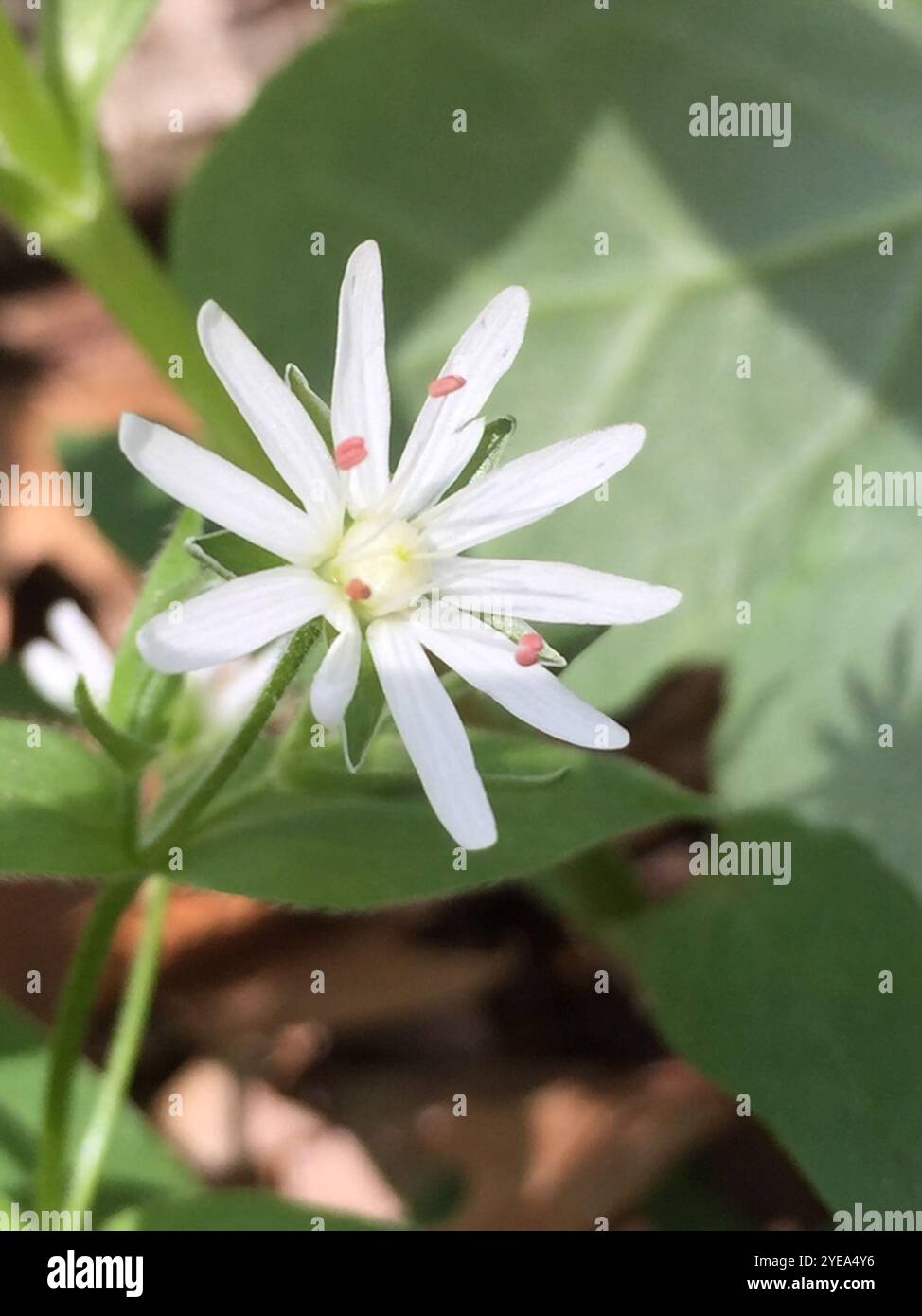 star chickweed (Stellaria pubera Stock Photo - Alamy