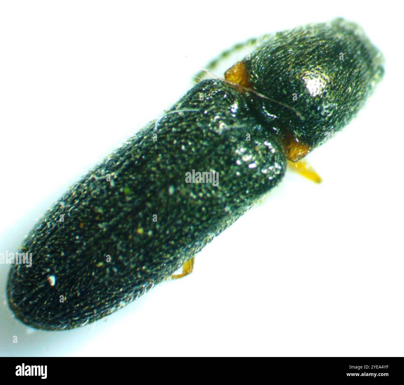 Basal Click Beetle (Limonius basilaris Stock Photo - Alamy