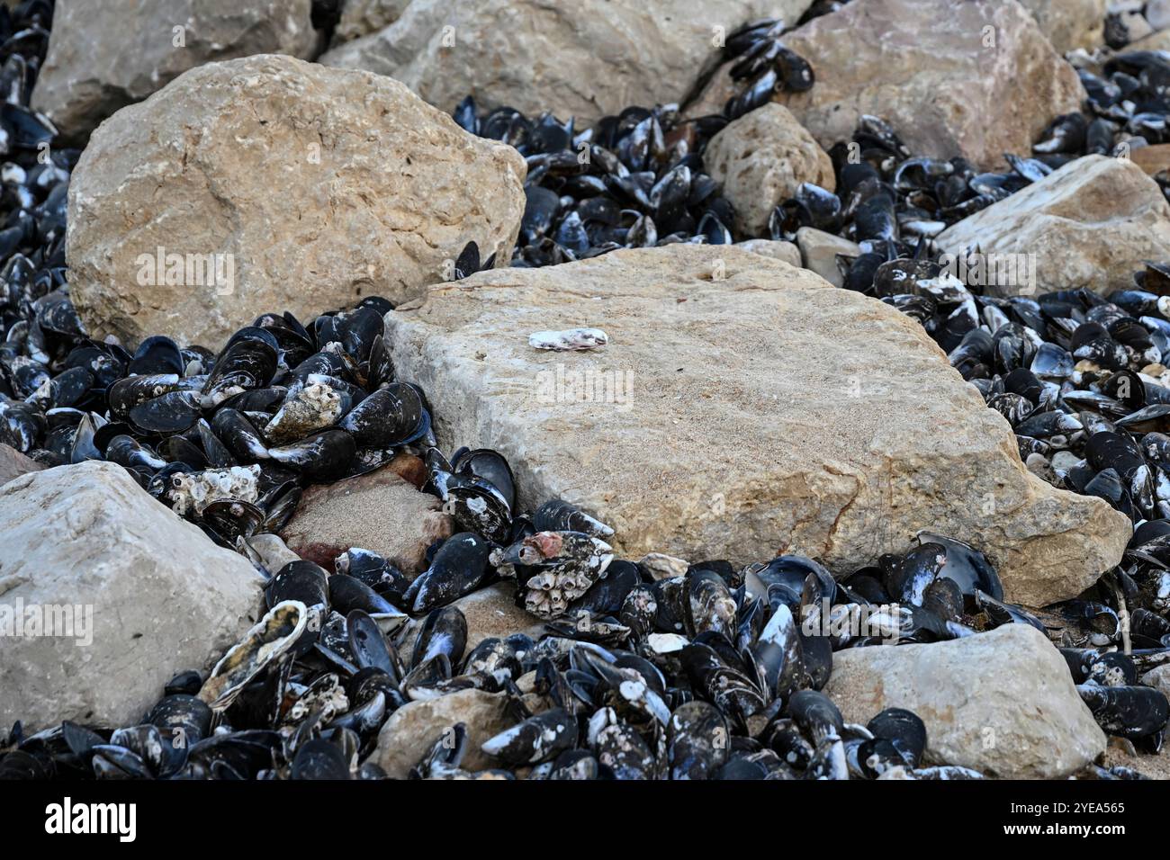 Mollusk shells and rocks fill the shore of Praia do Zavial along the ...