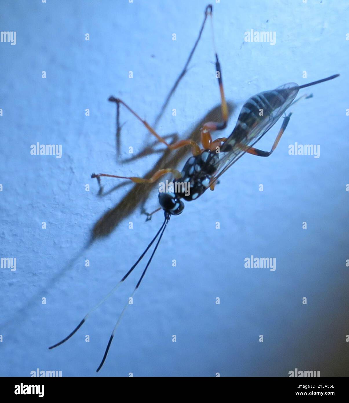 Lemon Tree Borer Parasitoid Wasp (Xanthocryptus novozealandicus Stock ...