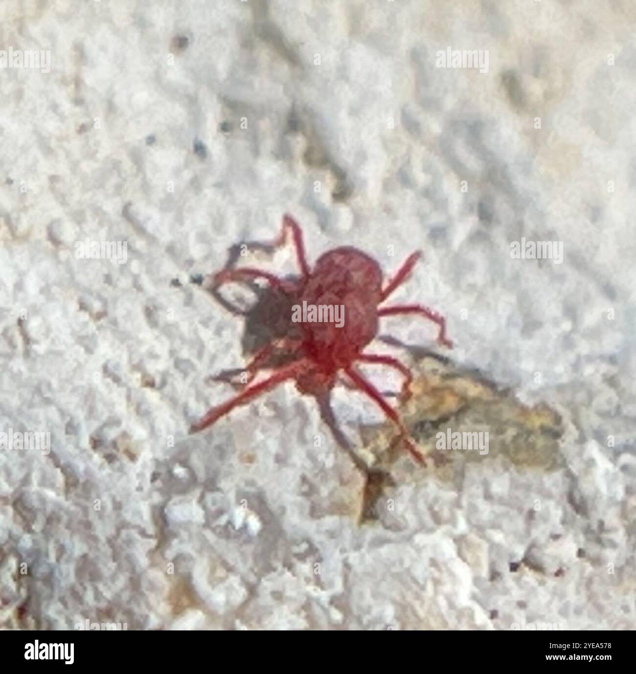 Sidewalk Mites (Balaustium Stock Photo - Alamy