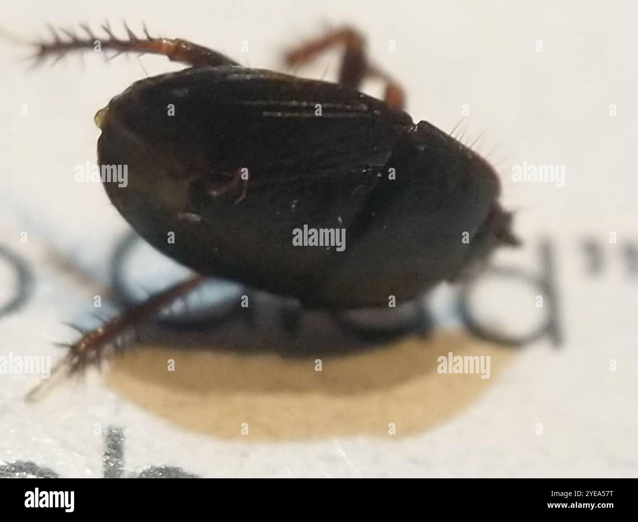 Two-lined Burrowing Bug (Pangaeus bilineatus Stock Photo - Alamy