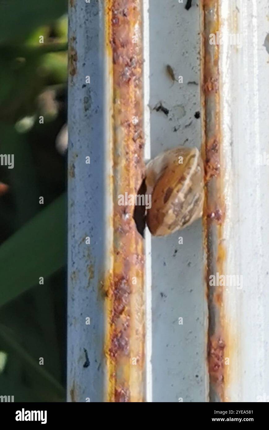 Girdled Snail (Hygromia cinctella Stock Photo - Alamy