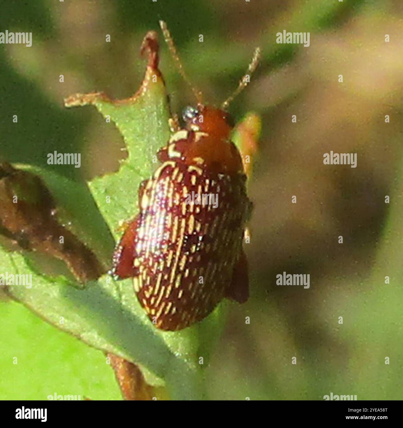 Flea Beetles (Alticini Stock Photo - Alamy