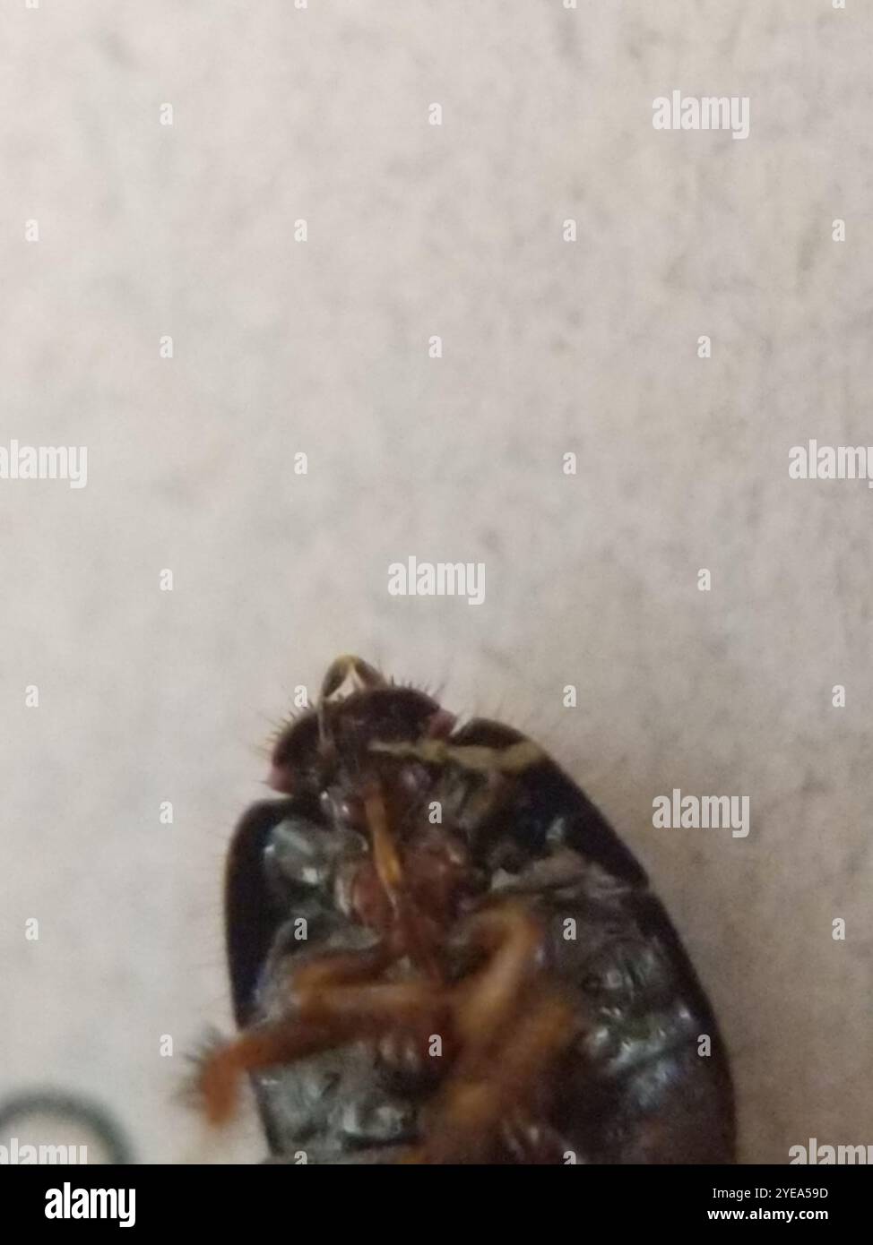 Two-lined Burrowing Bug (Pangaeus bilineatus Stock Photo - Alamy