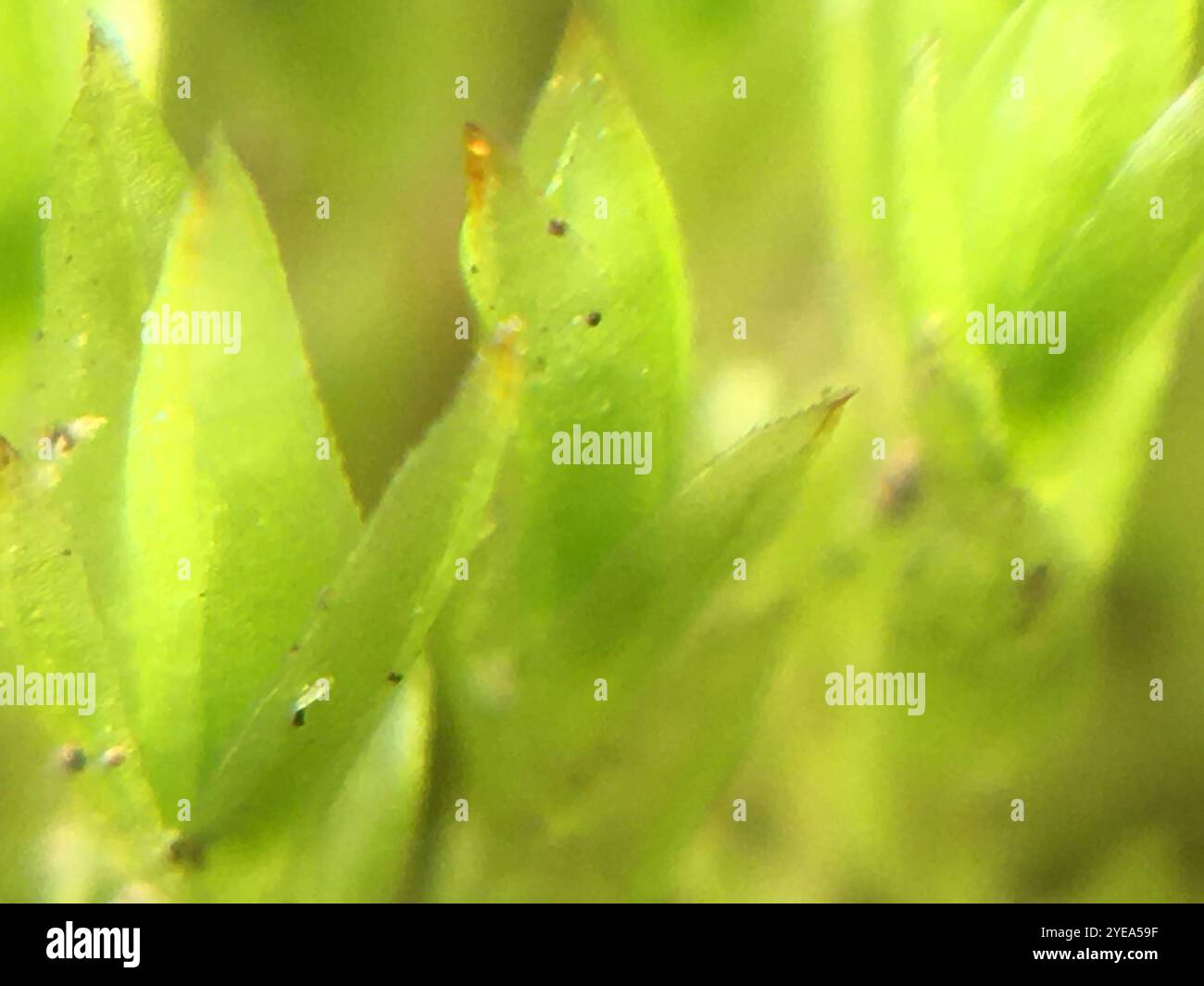 Ptychostomum pseudotriquetrum hi-res stock photography and images - Alamy
