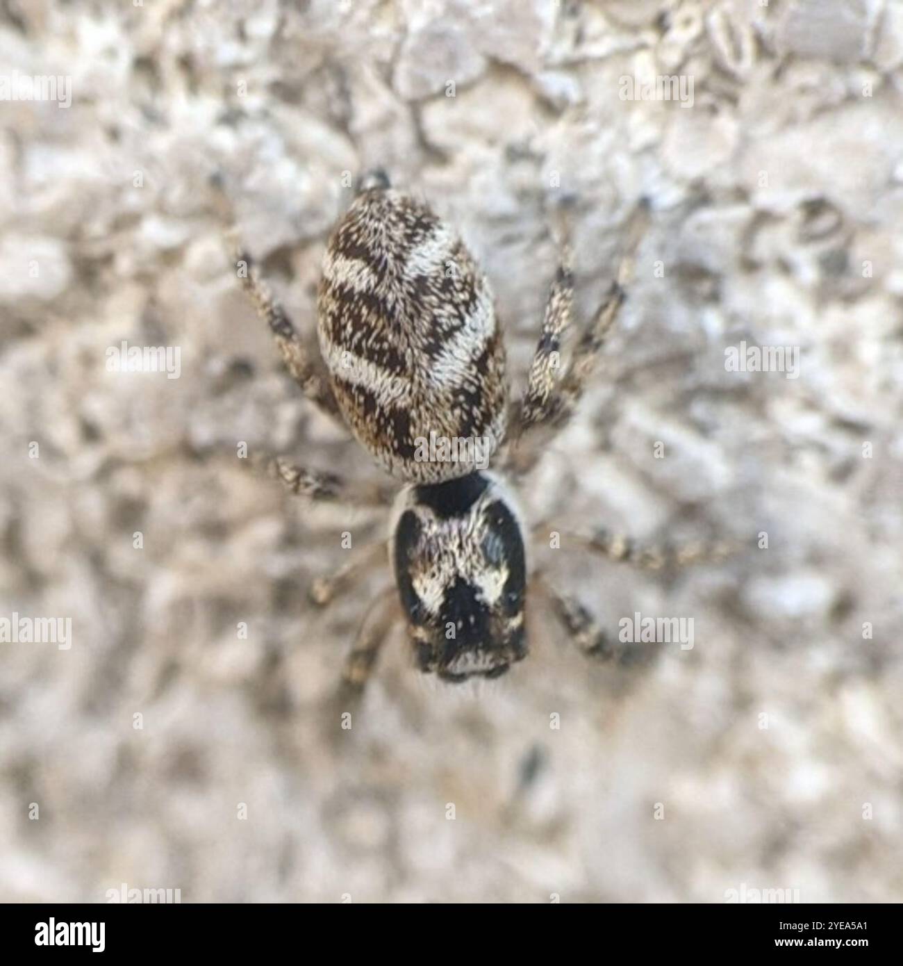 Zebra Jumping Spider (Salticus scenicus Stock Photo - Alamy