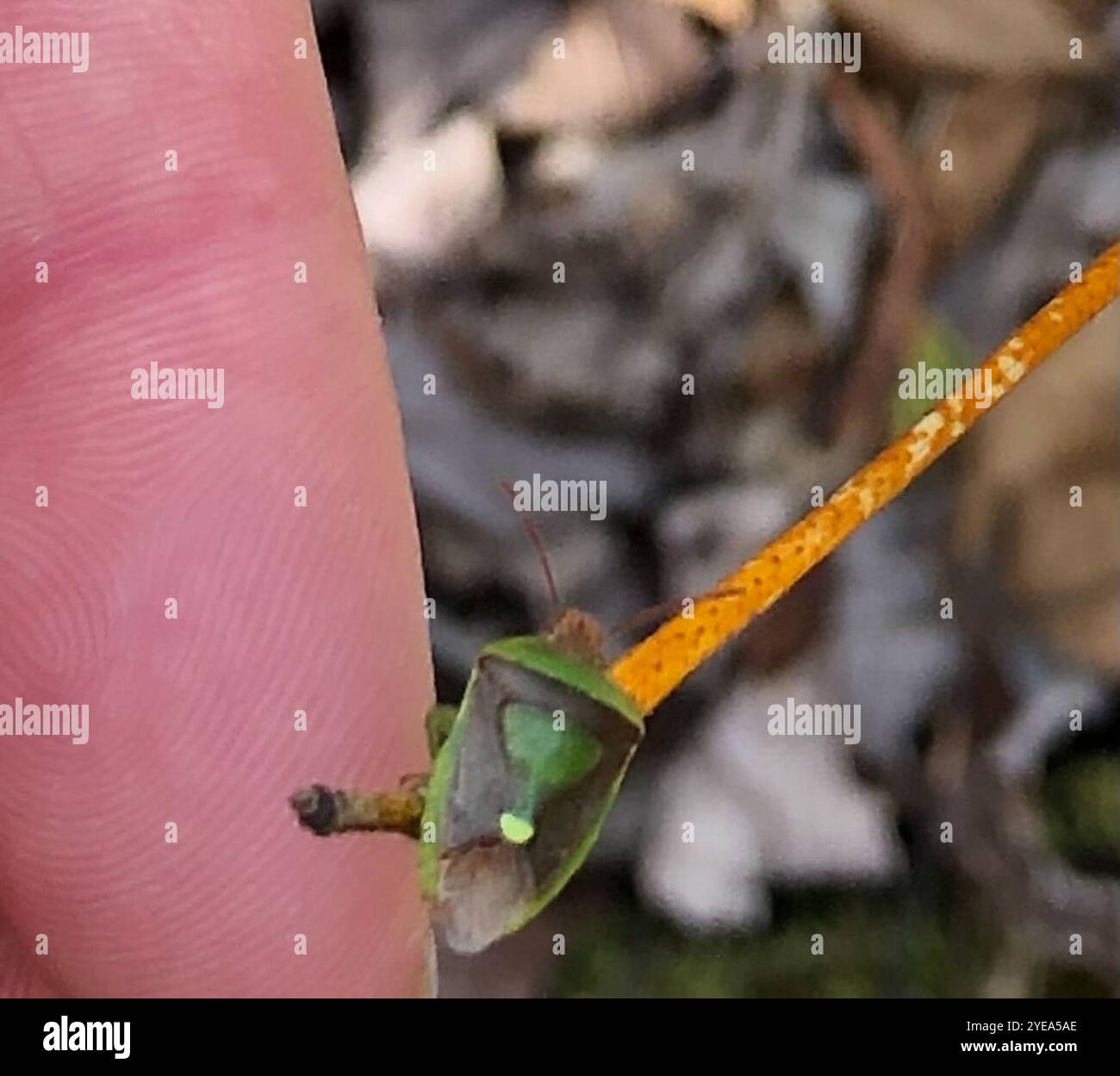 Green Burgundy Stink Bug (Banasa dimidiata Stock Photo - Alamy