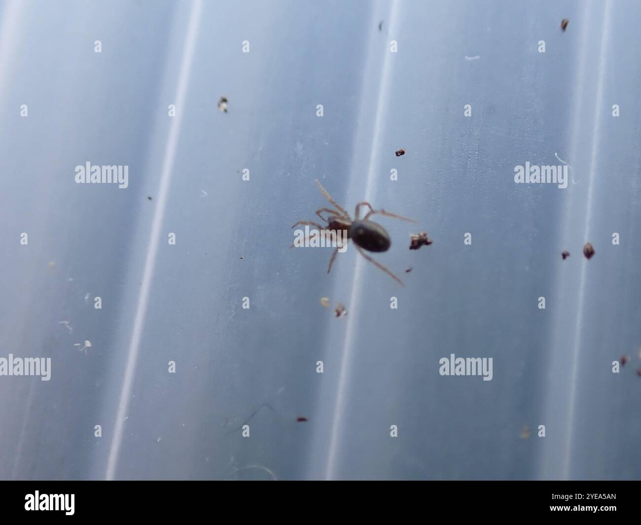 Typical Spiders (Araneomorphae Stock Photo - Alamy