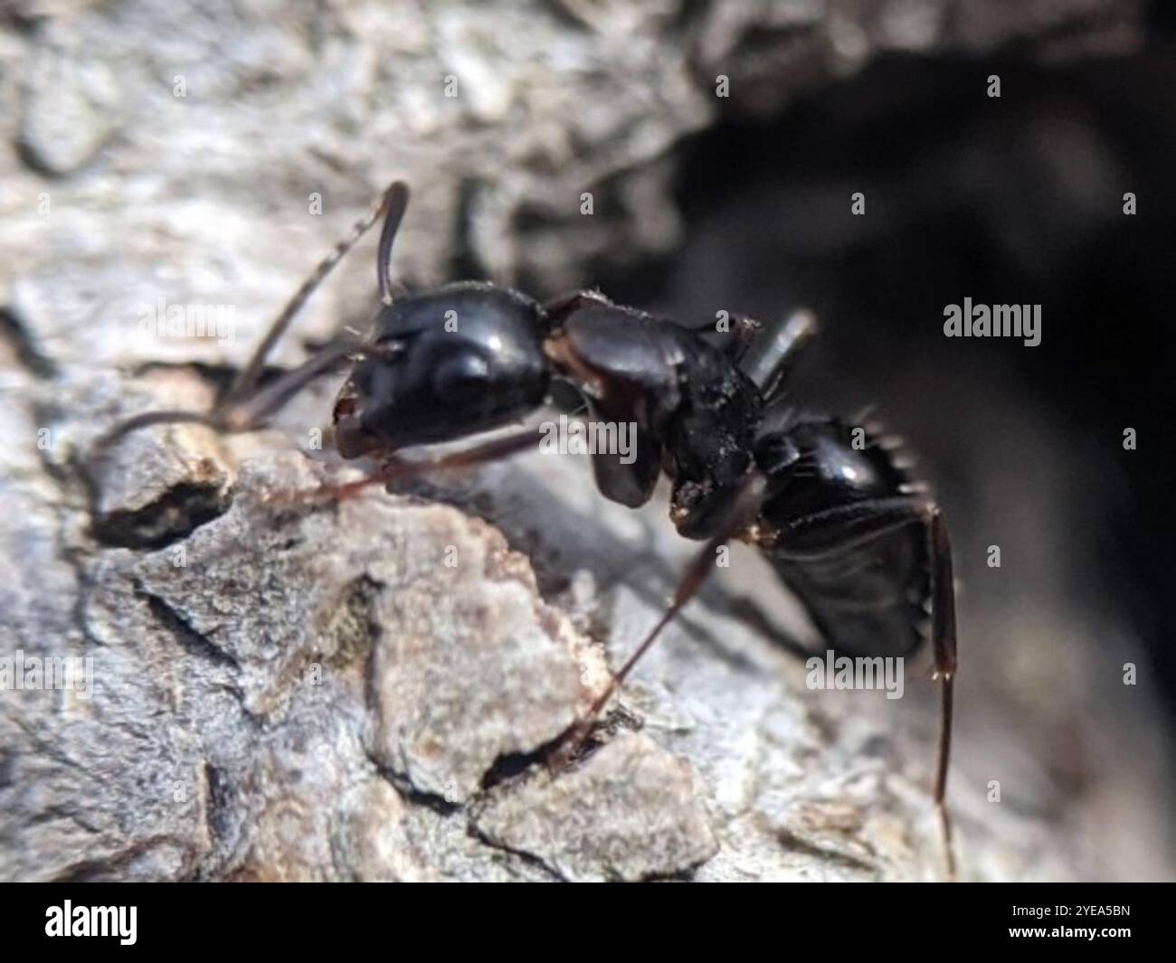 Nearctic Carpenter Ant (Camponotus nearcticus Stock Photo - Alamy