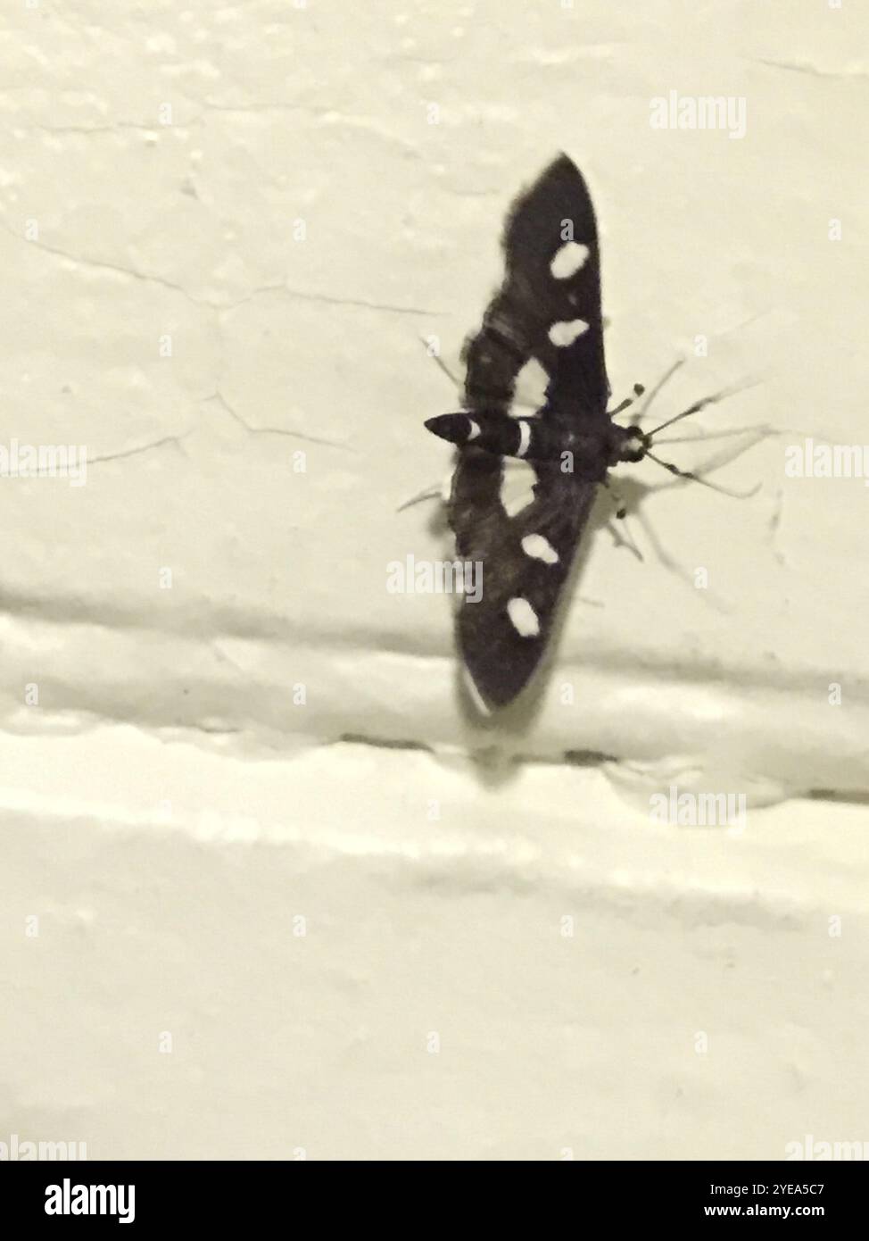 Grape Leaffolder and Leafroller Moths (Desmia funeralis Stock Photo - Alamy