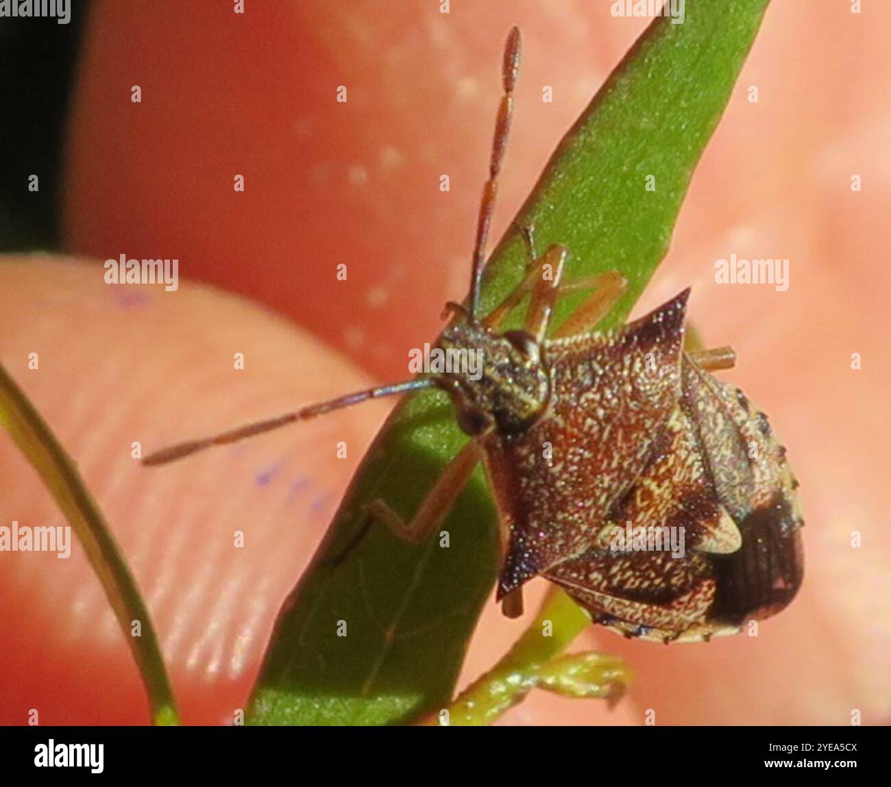 Schellenberg's soldier bug (Oechalia schellenbergii Stock Photo - Alamy