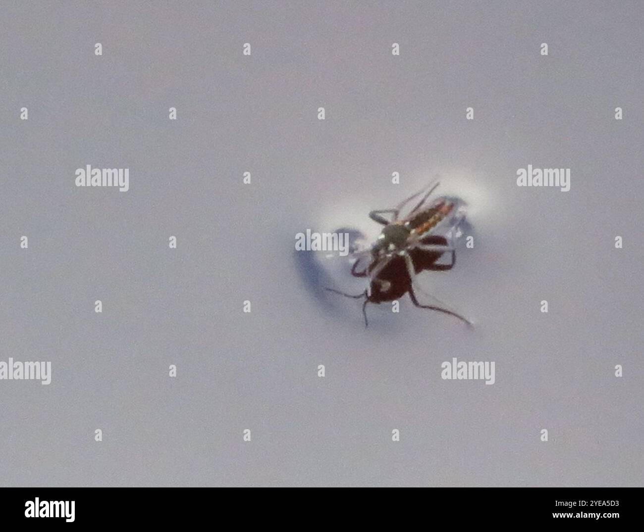 Water Crickets (Velia Stock Photo - Alamy