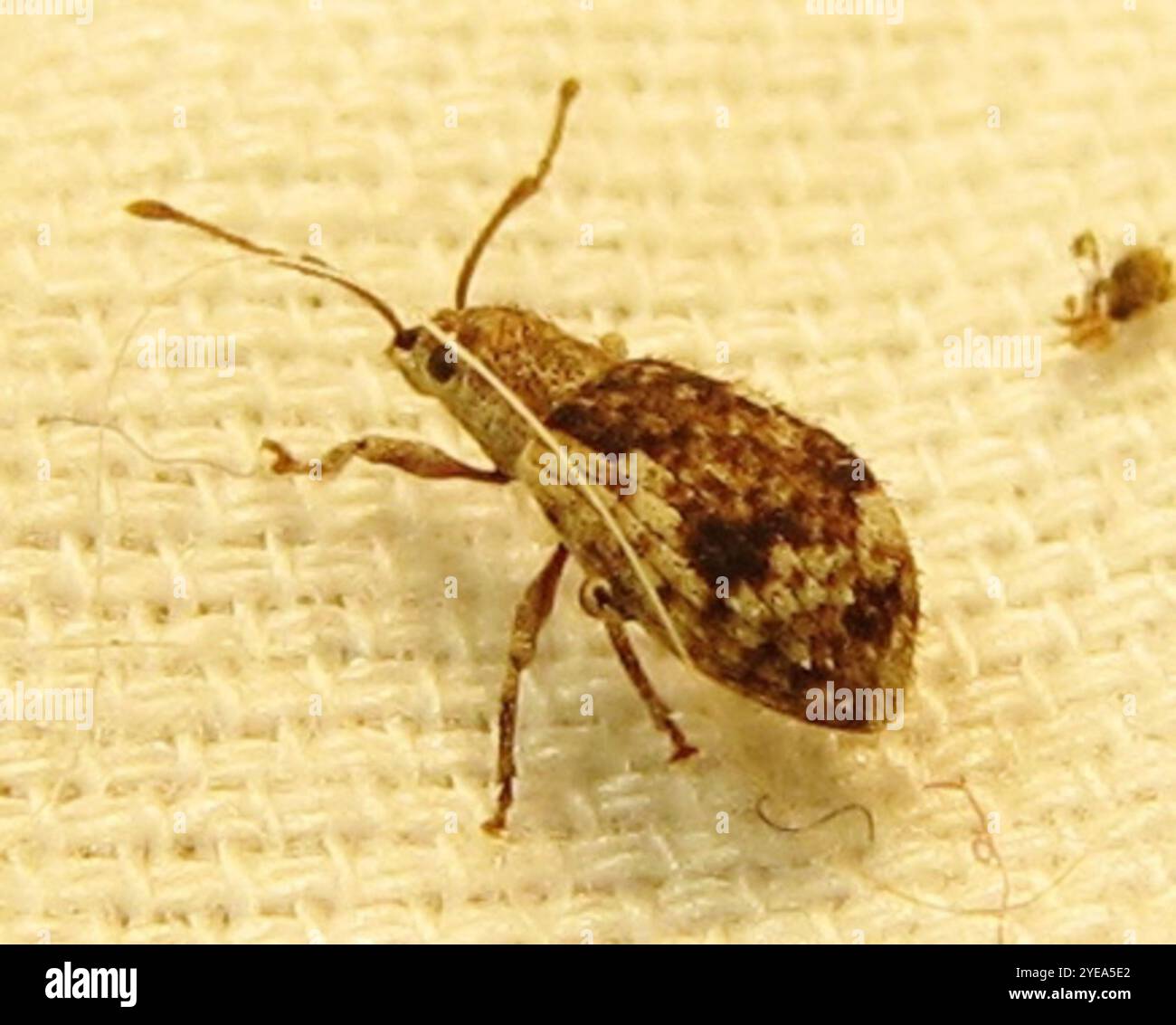 Peach weevil hi-res stock photography and images - Alamy
