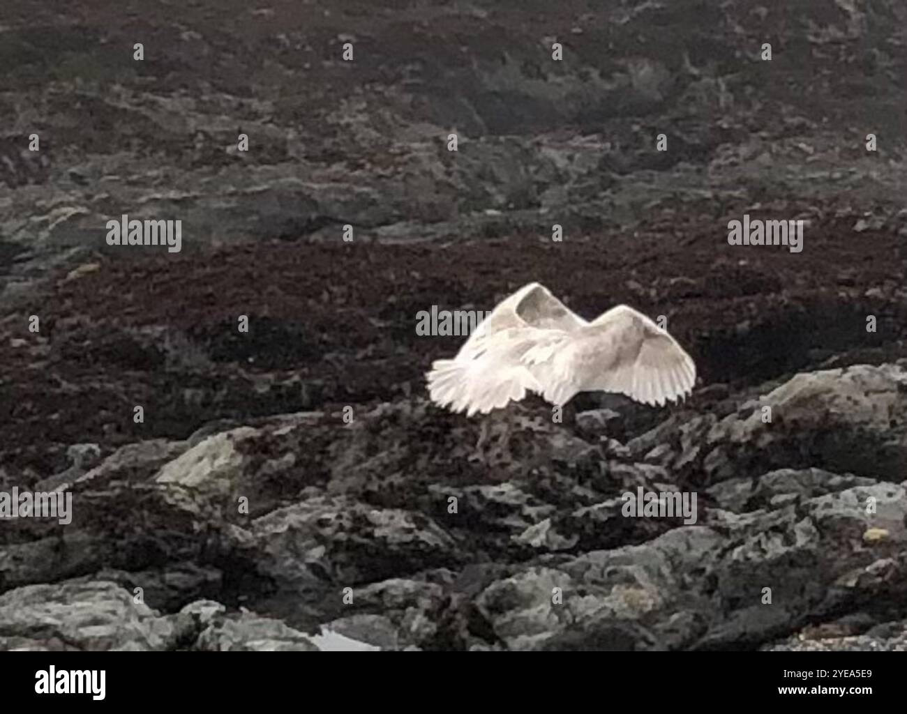 Larus glaucoides thayeri hi-res stock photography and images - Alamy