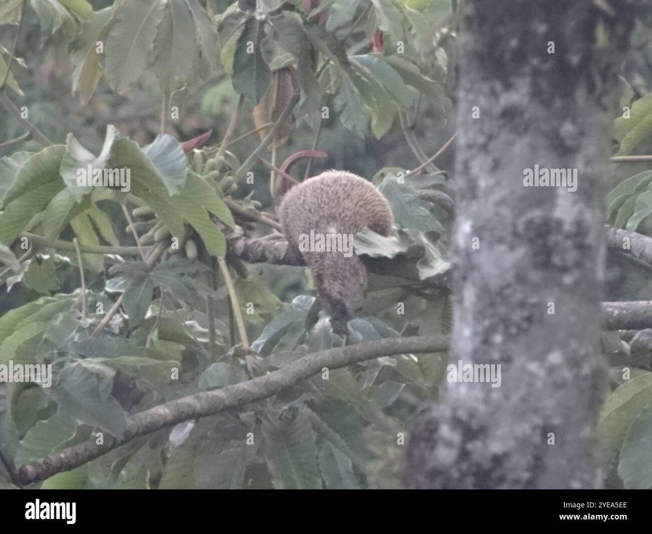 Stump-tailed Porcupine (Coendou rufescens Stock Photo - Alamy