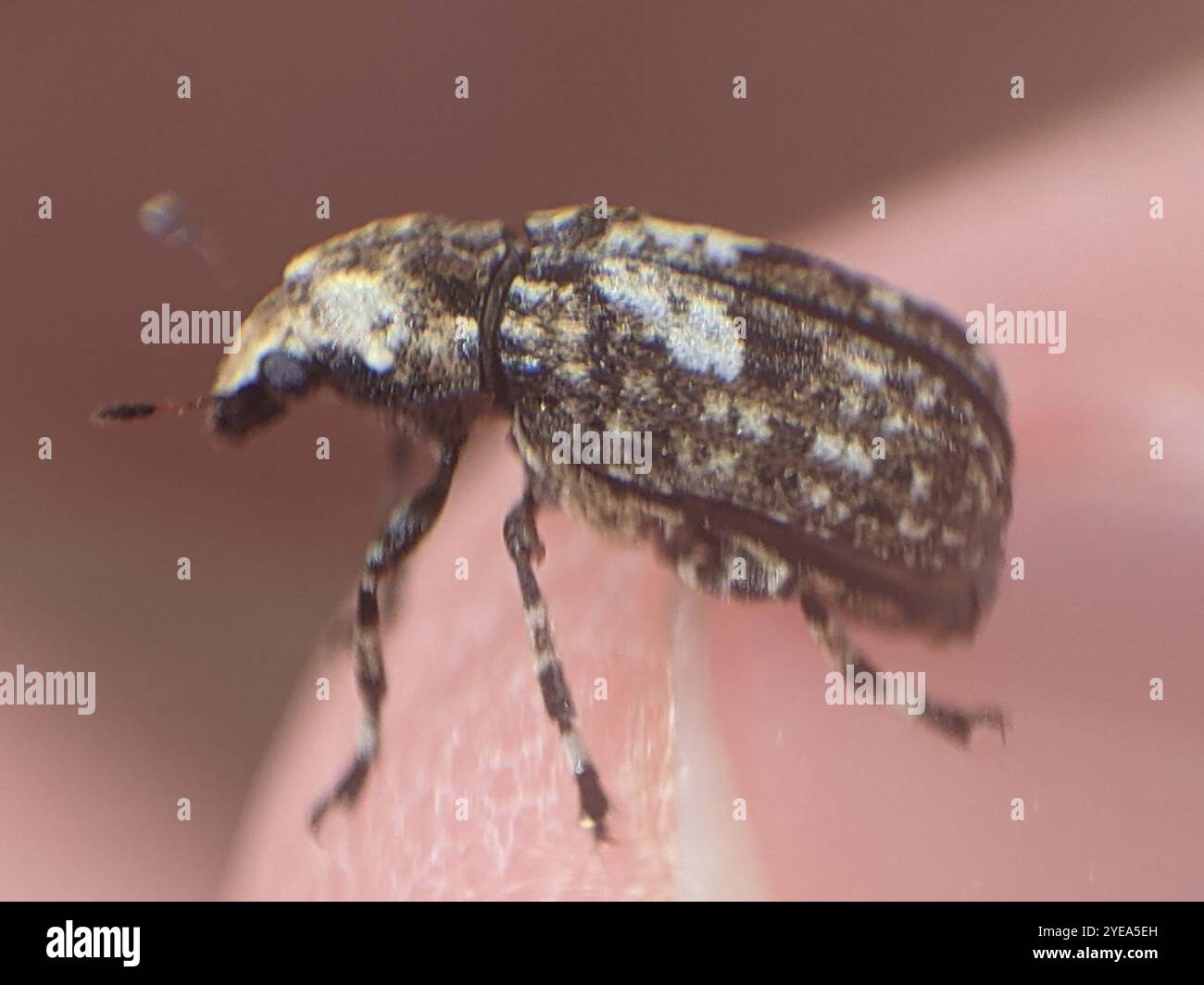 Marbled Fungus Weevil (Euparius marmoreus Stock Photo - Alamy