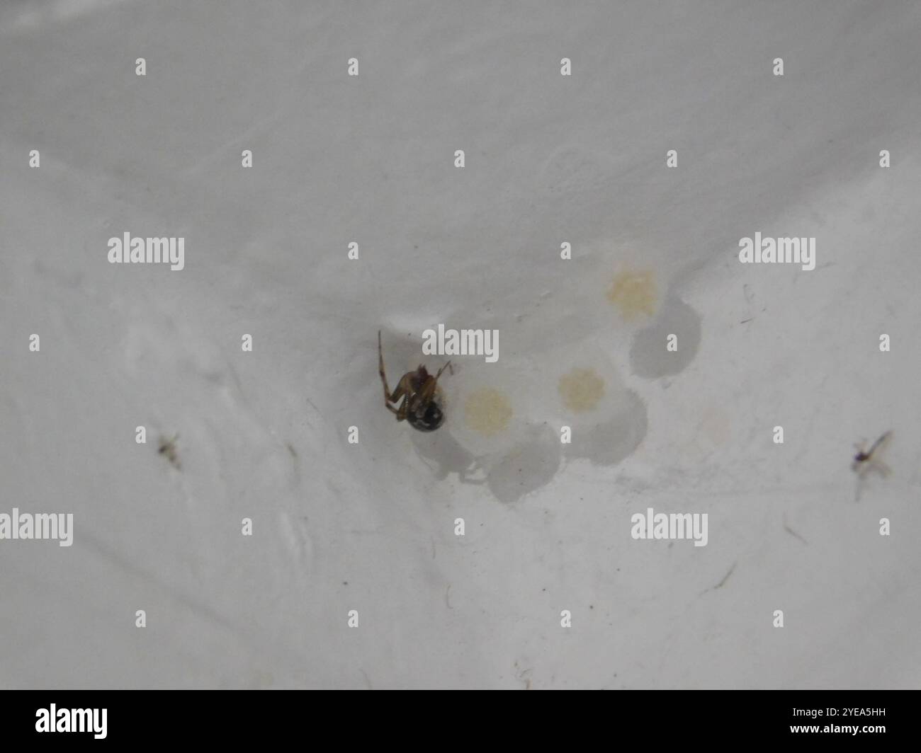 Triangulate Combfoot (Steatoda triangulosa Stock Photo - Alamy