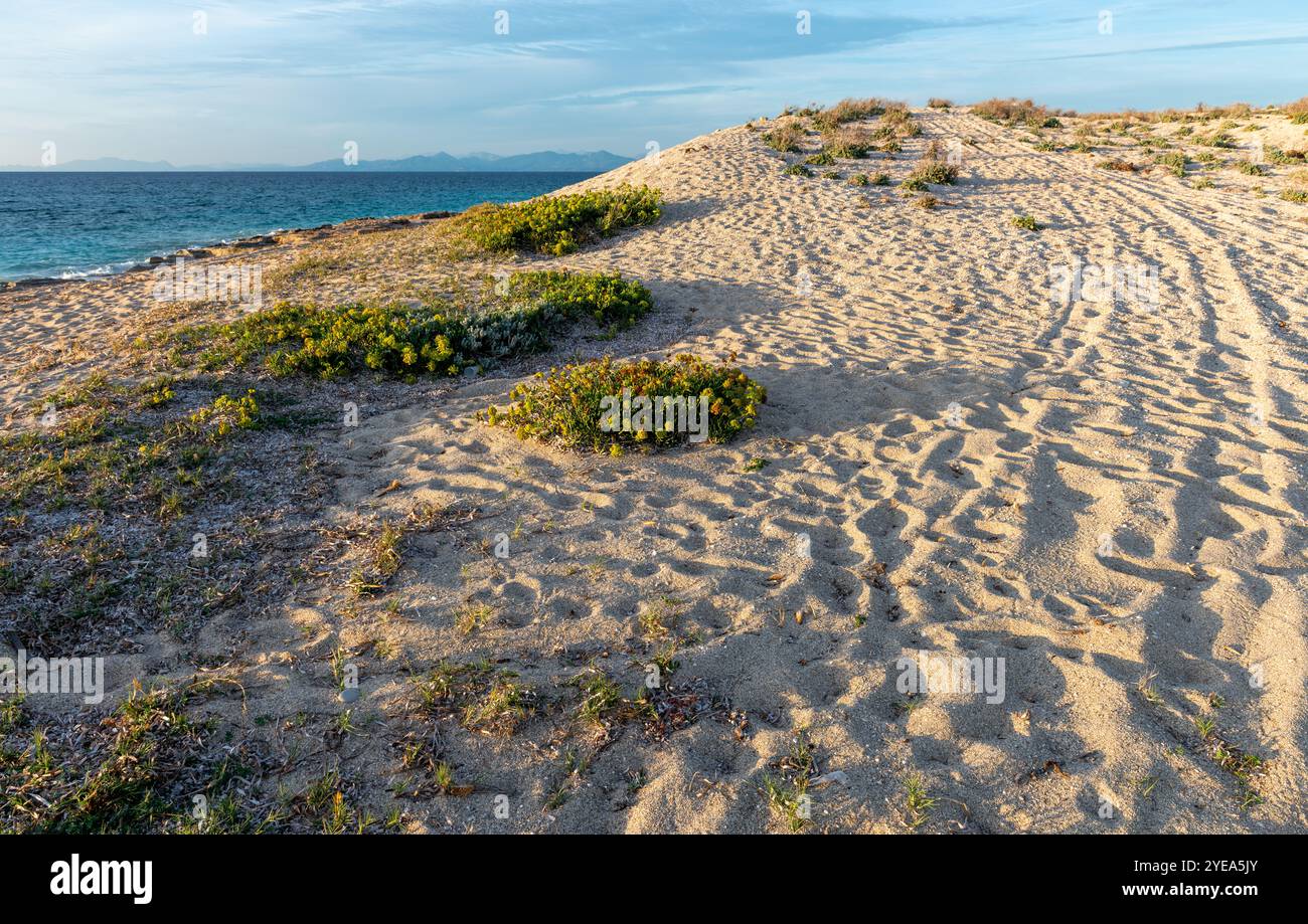Patches of vegetations growing on the dune of a beach. A nature ...