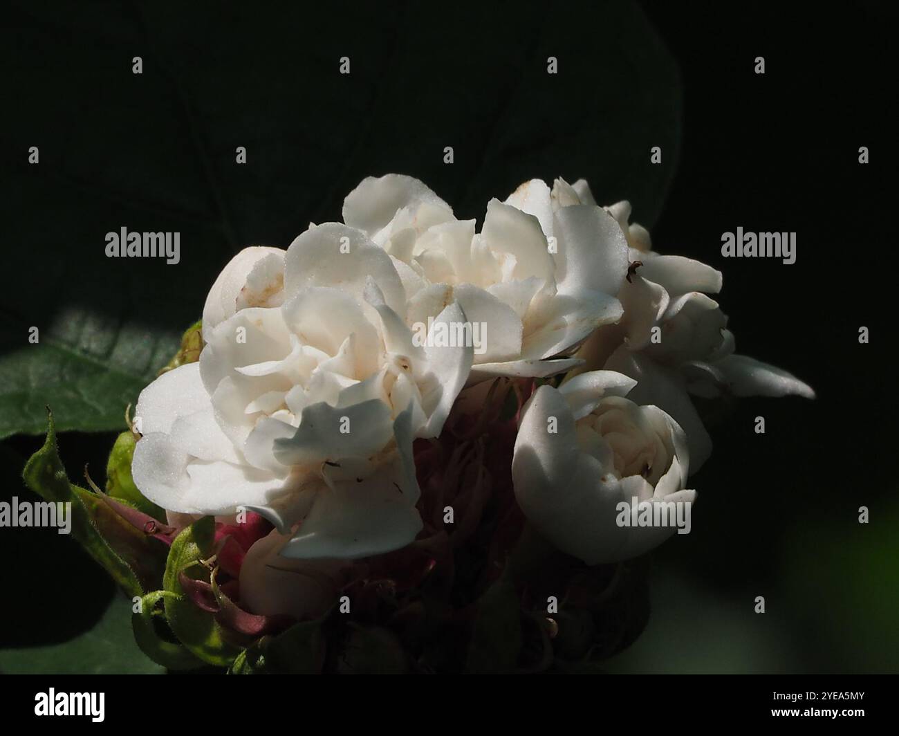 Chinese Glorybower (Clerodendrum chinense Stock Photo - Alamy