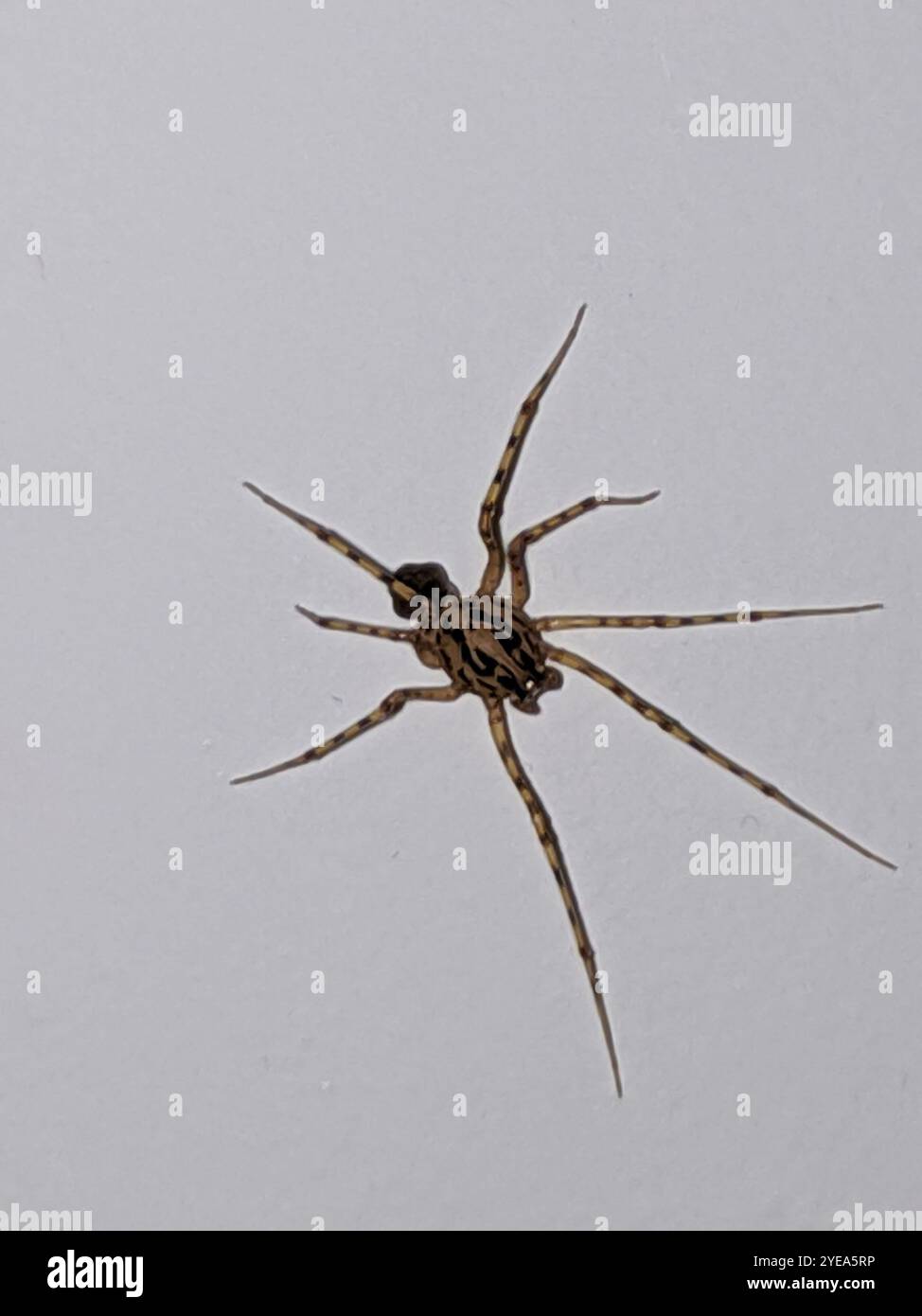 Common Spitting Spider (Scytodes thoracica Stock Photo - Alamy
