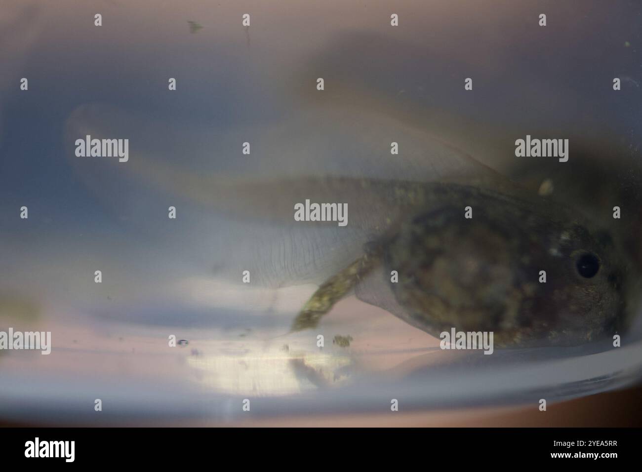 Common Parsley Frog (Pelodytes punctatus Stock Photo - Alamy