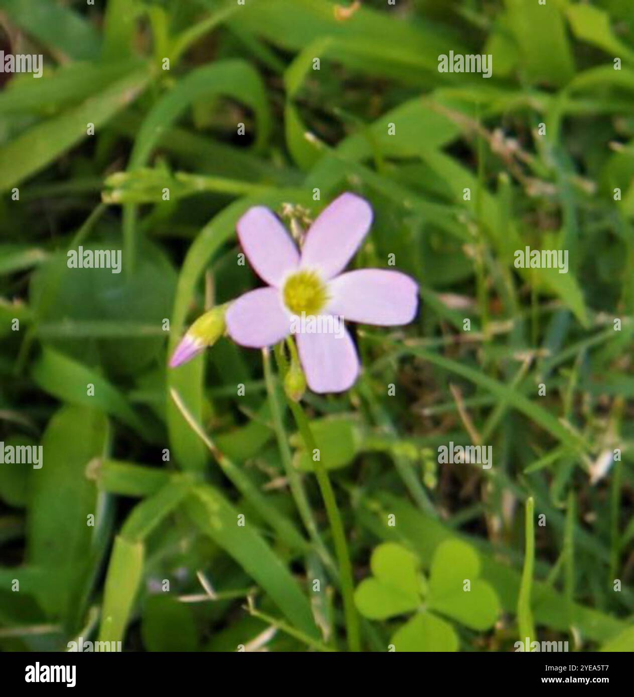 Goat's-foot (Oxalis caprina Stock Photo - Alamy