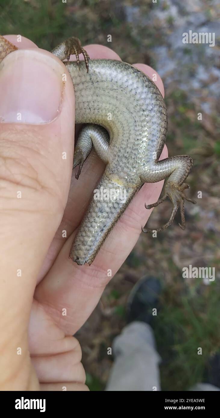 Southeastern Five-lined Skink (Plestiodon inexpectatus Stock Photo - Alamy