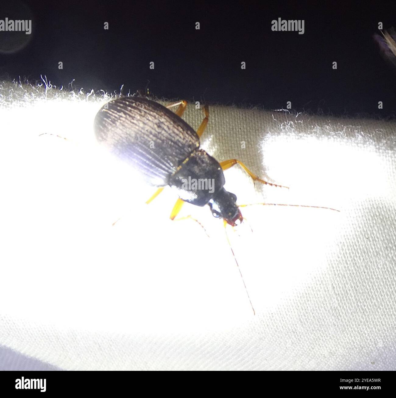 Vivid Metallic Ground Beetles (Chlaenius Stock Photo - Alamy