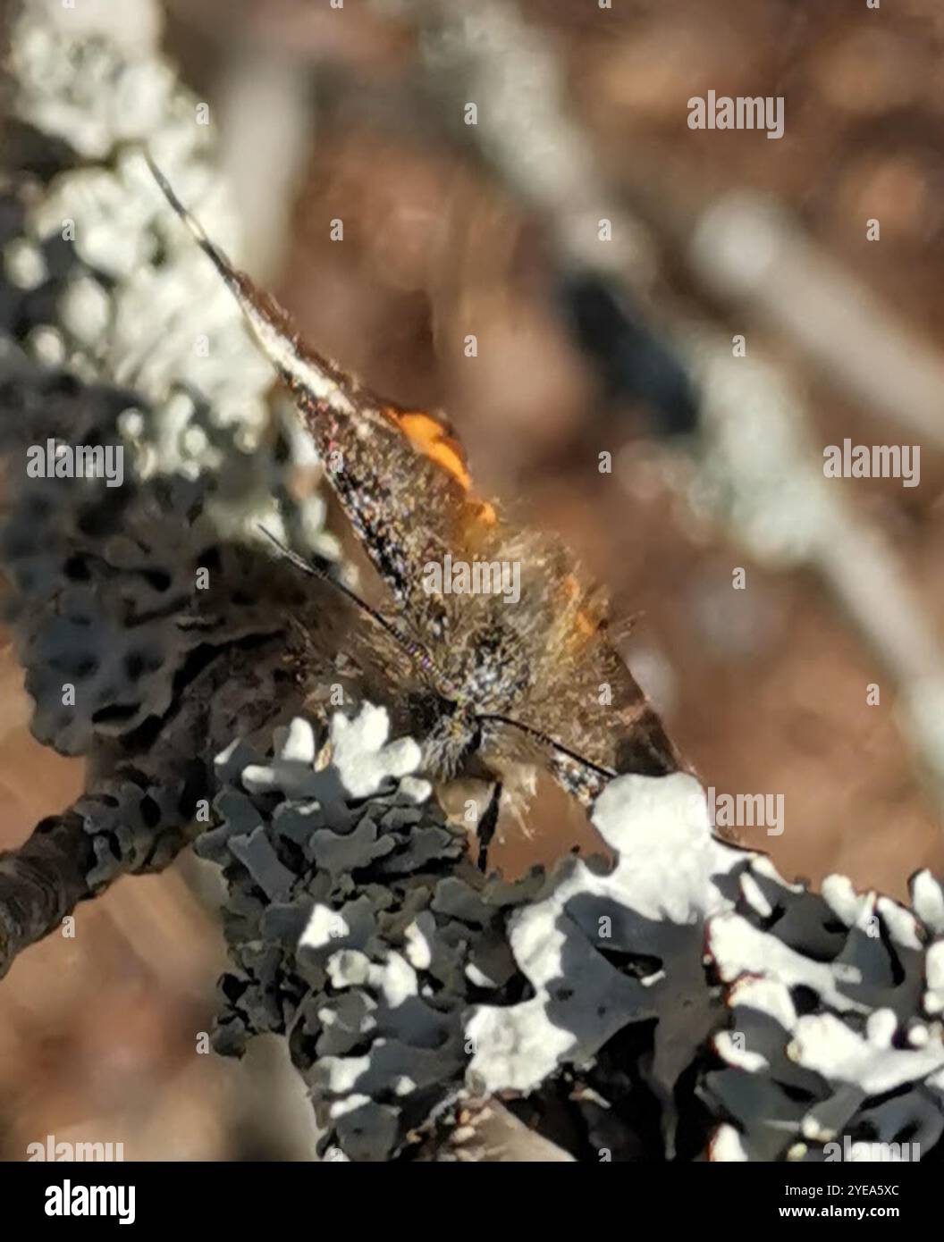 Orange Underwing (Archiearis parthenias Stock Photo - Alamy