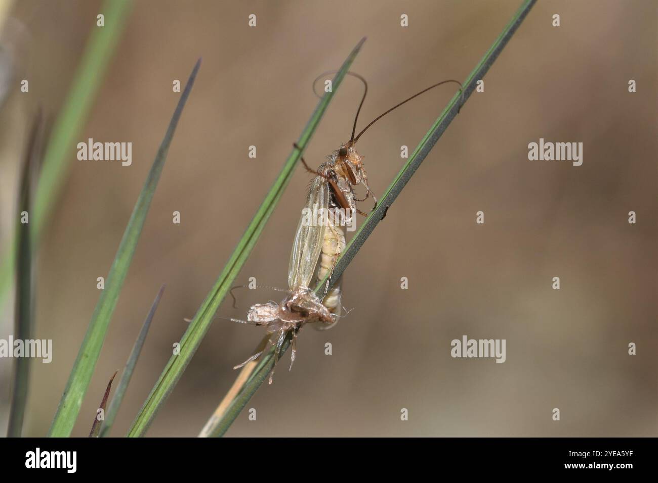 Northern Caddisflies (Limnephilidae Stock Photo - Alamy